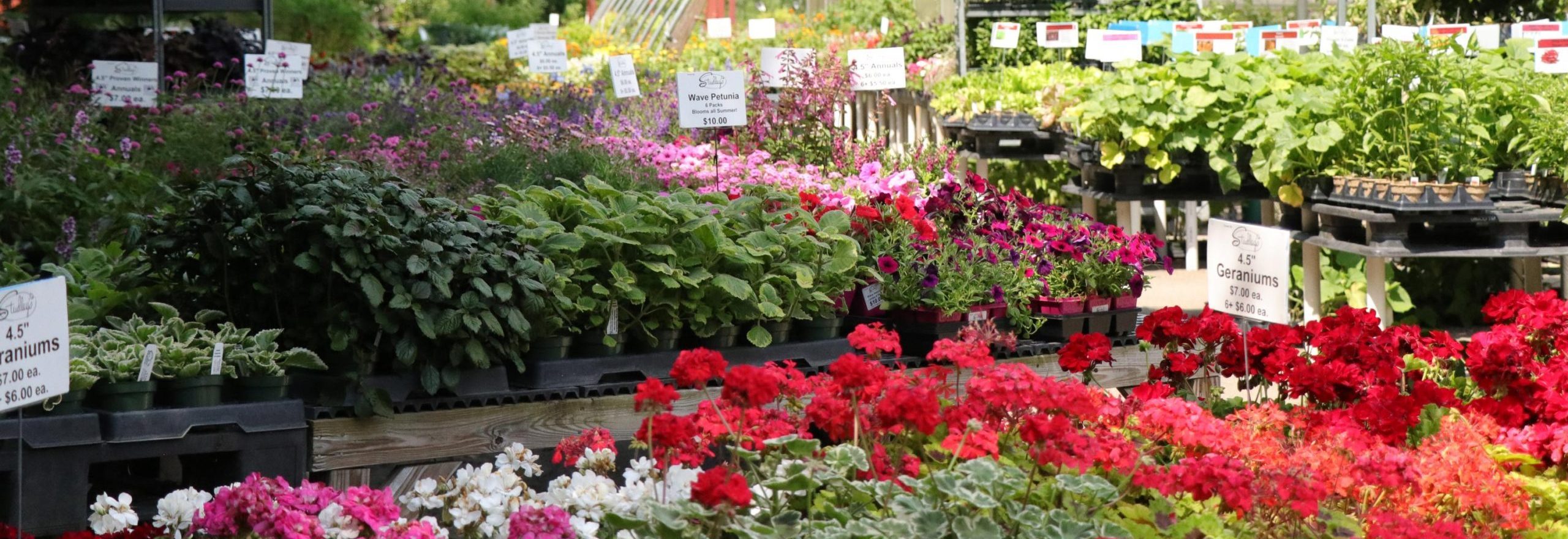 Top Local Garden Centers & Nurseries Near Me | Studley's