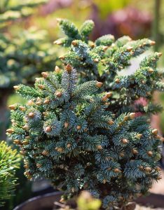 Top Local Garden Centers & Nurseries Near Me | Studley's