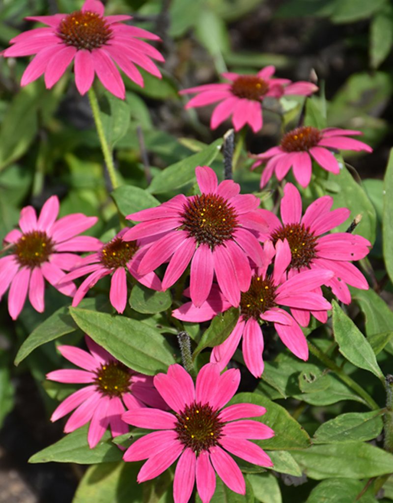 Top Local Garden Centers & Nurseries Near Me | Studley's
