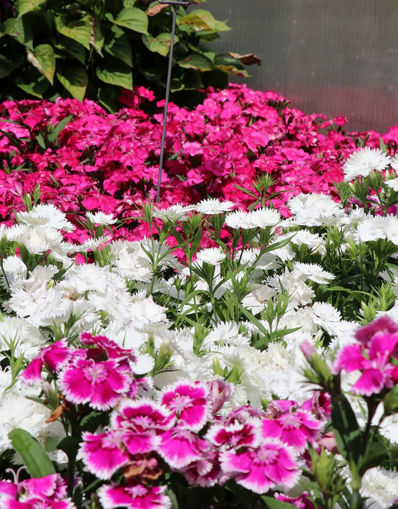 Top Local Garden Centers & Nurseries Near Me | Studley's
